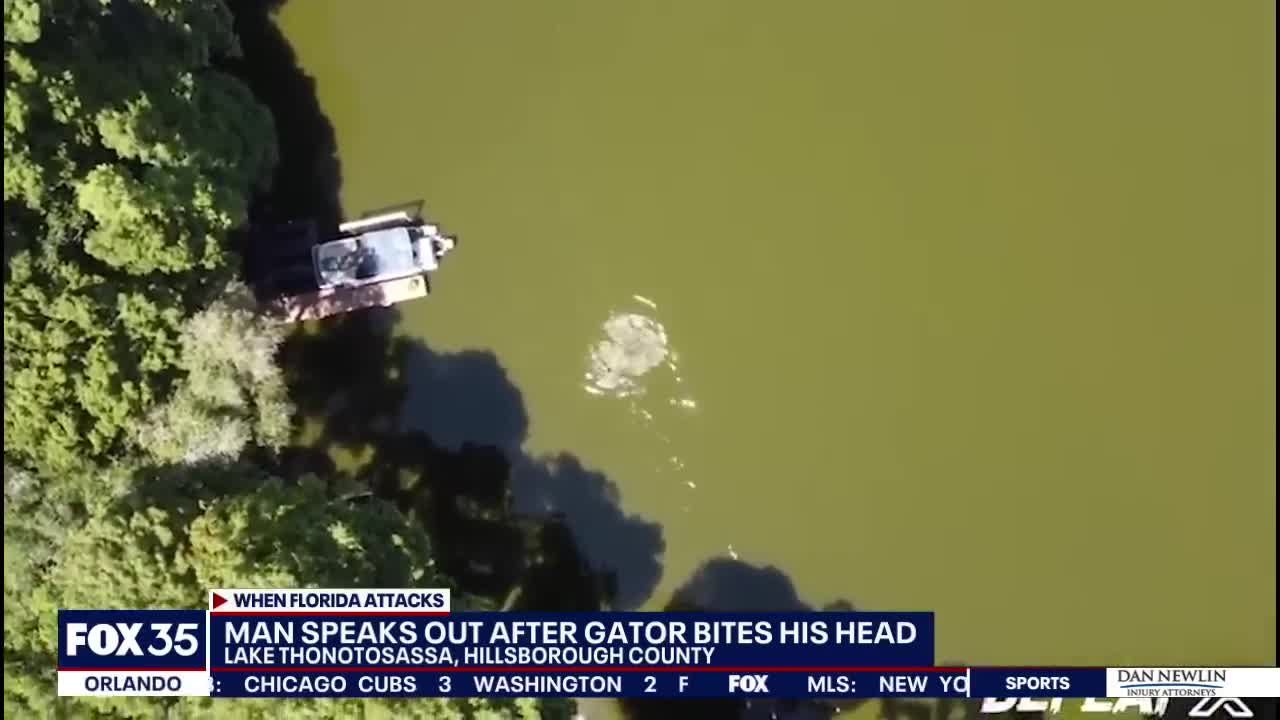 🐊 ¡INCREÍBLE! 👉 UN DRON CAPTA EL MOMENTO DEL ATAQUE DE UN CAIMÁN A UN ...