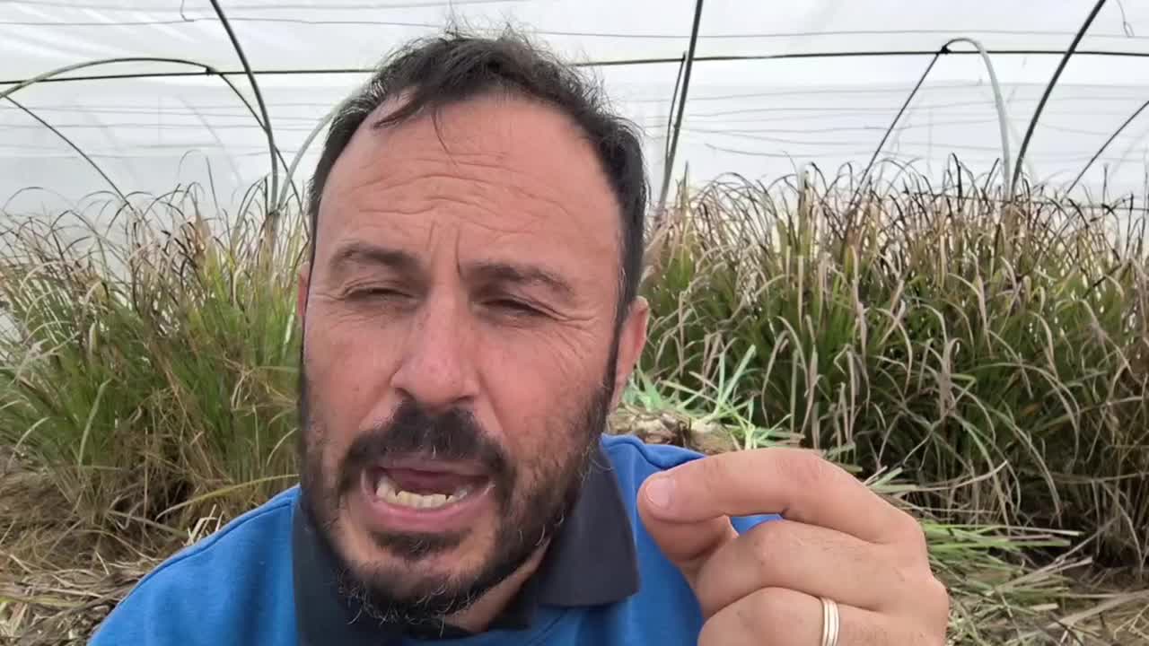 ️ EL PALLETER: “¡Y AQUÍ NO PASA NADA” 📢 – Euskalnews TV